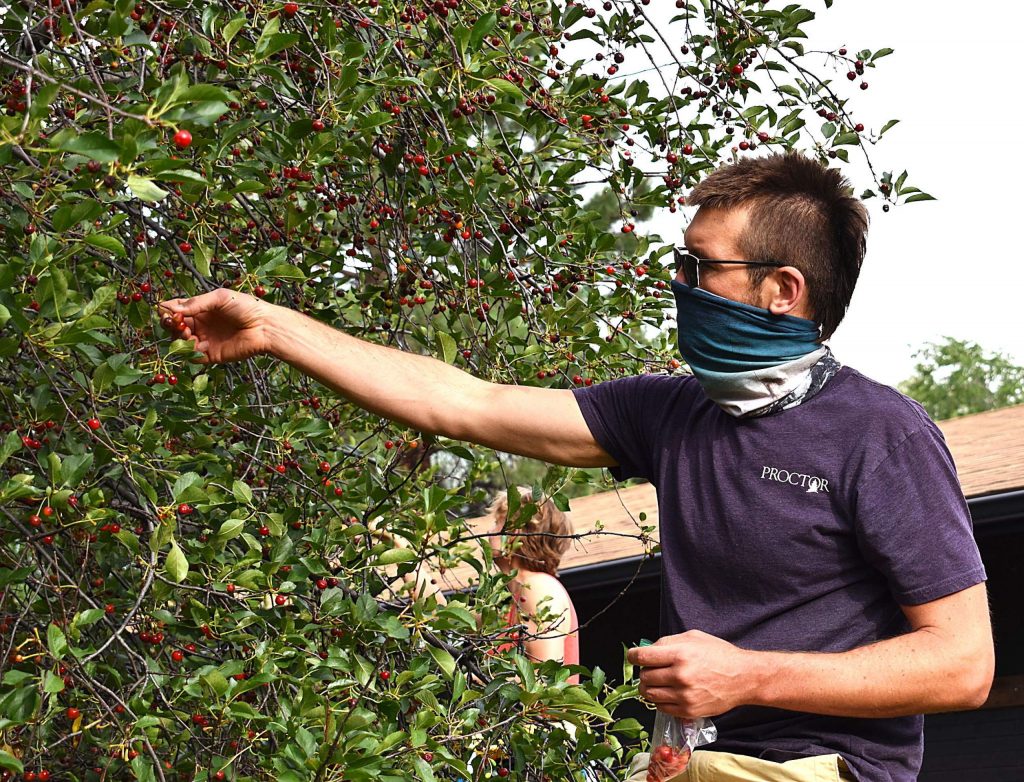 Backyard fruit tree gleaning helps area, including reducing bear-human ...